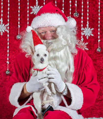 Gallery of Previously Rehomed Dogs - Perth Chihuahua Rescue Inc.